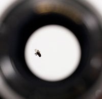 Why is there a fly inside my $%& lens?!?